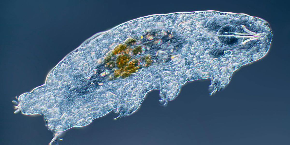 Looking at tardigrades (water bears) under the microscope — Microscopes ...