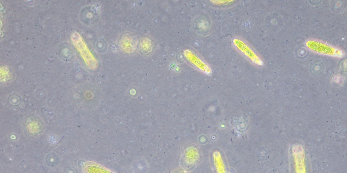 Bacteria under the microscope: a closer look — Microscopes.com.au