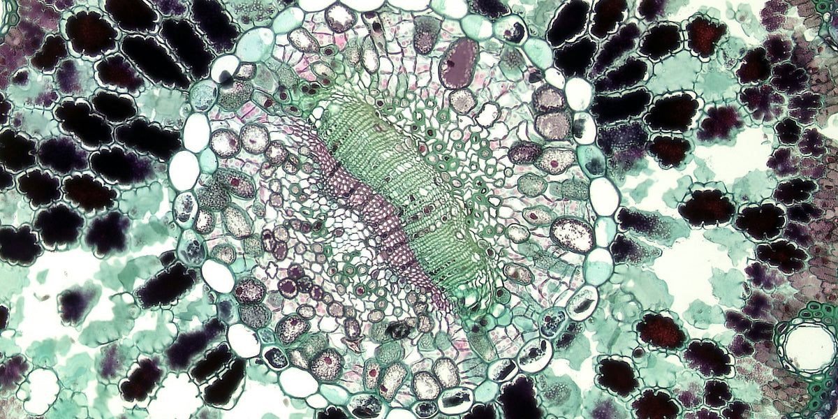 What to consider when buying a digital microscope camera — Microscopes ...