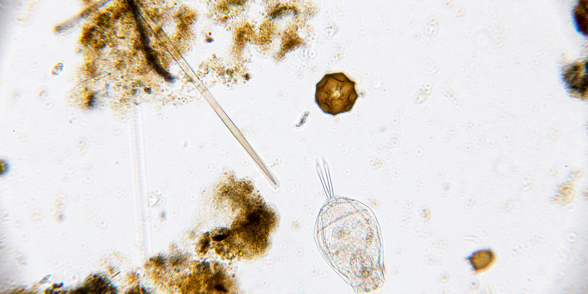 Stereo microscopes for viewing soil structure - which is the best ...