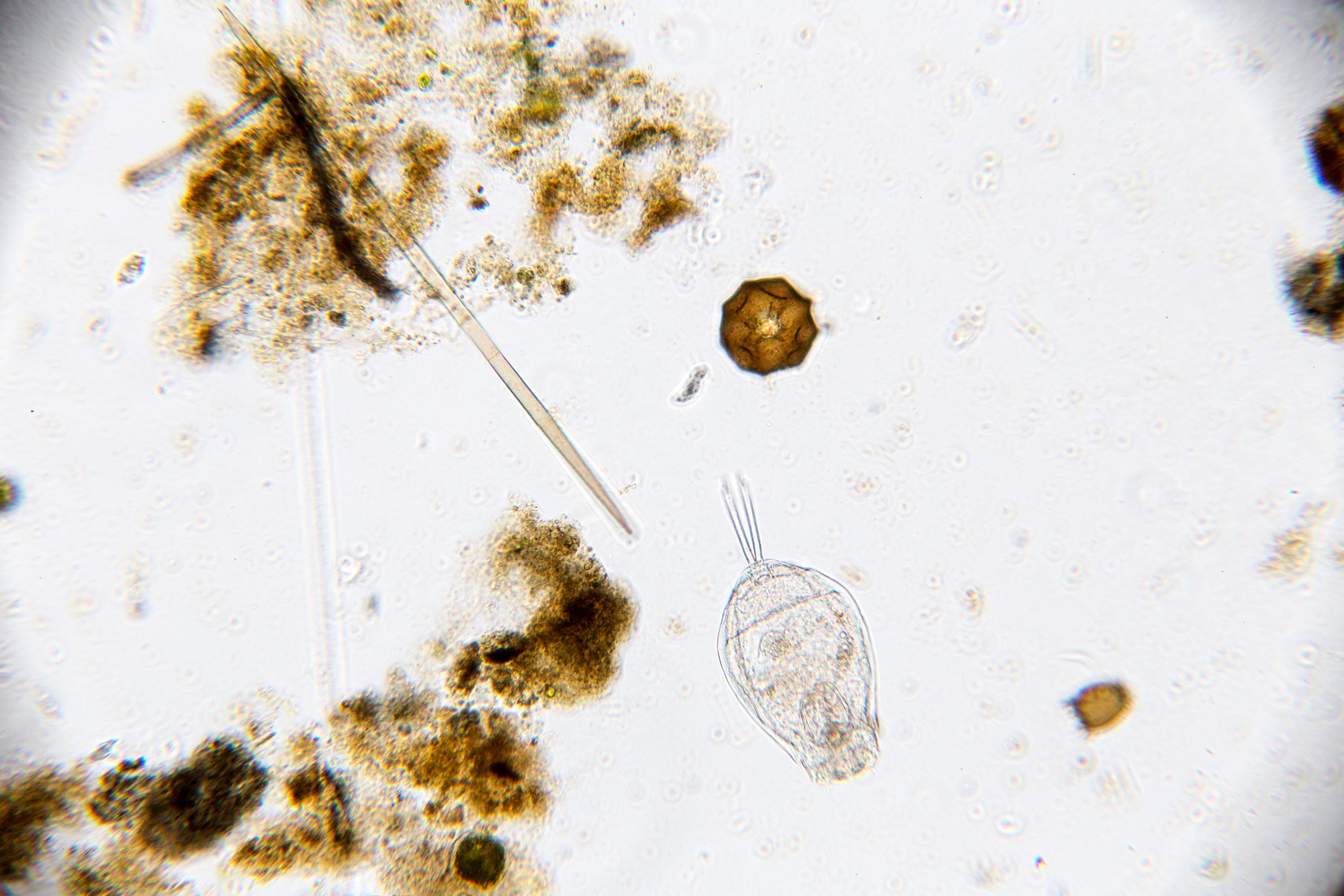 Stereo microscopes for viewing soil structure - which is the best ...