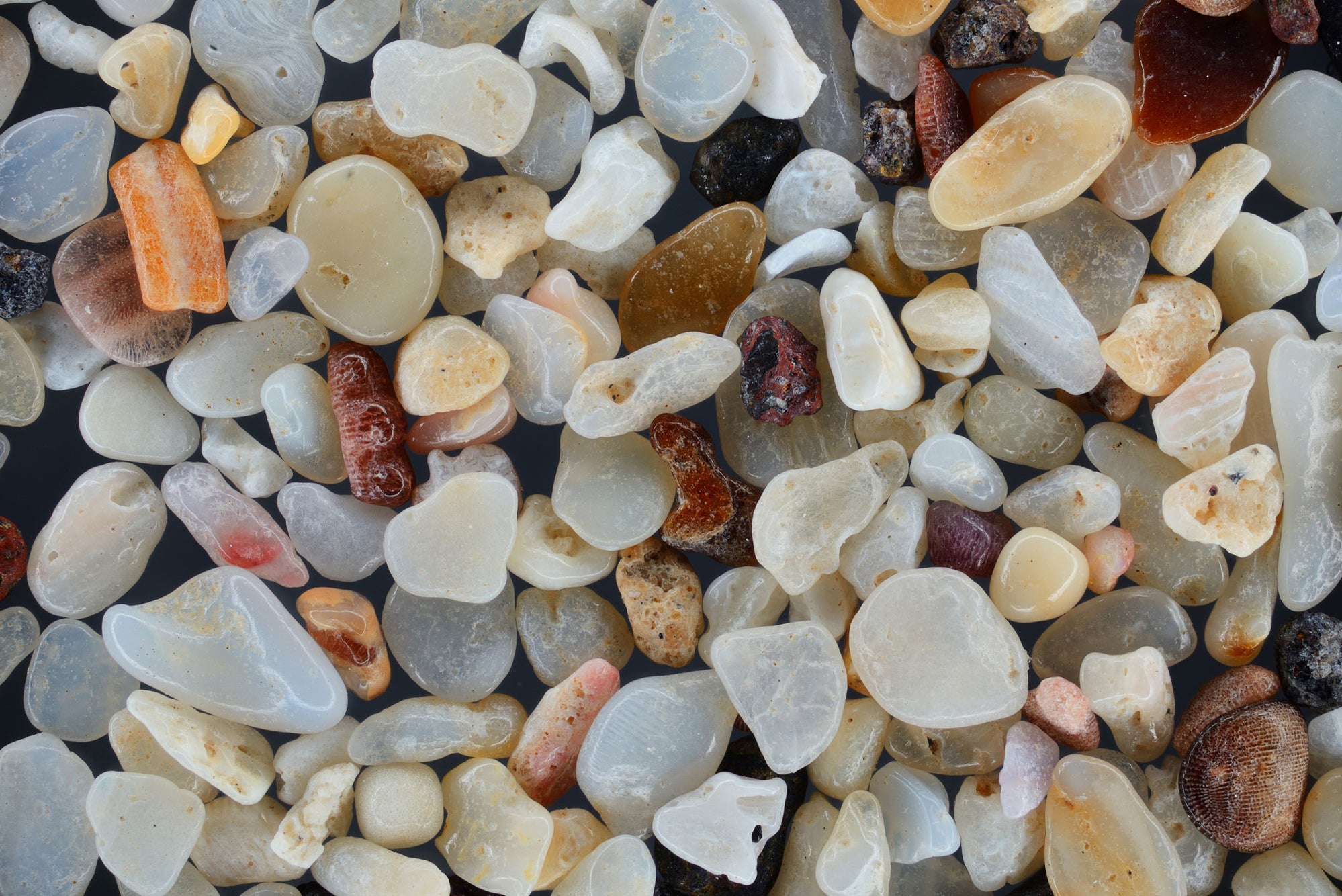 Looking at sand under a microscope — Microscopes.com.au