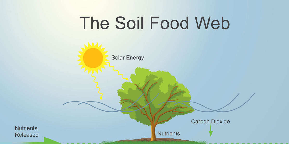 What is the soil food web? — Microscopes.com.au