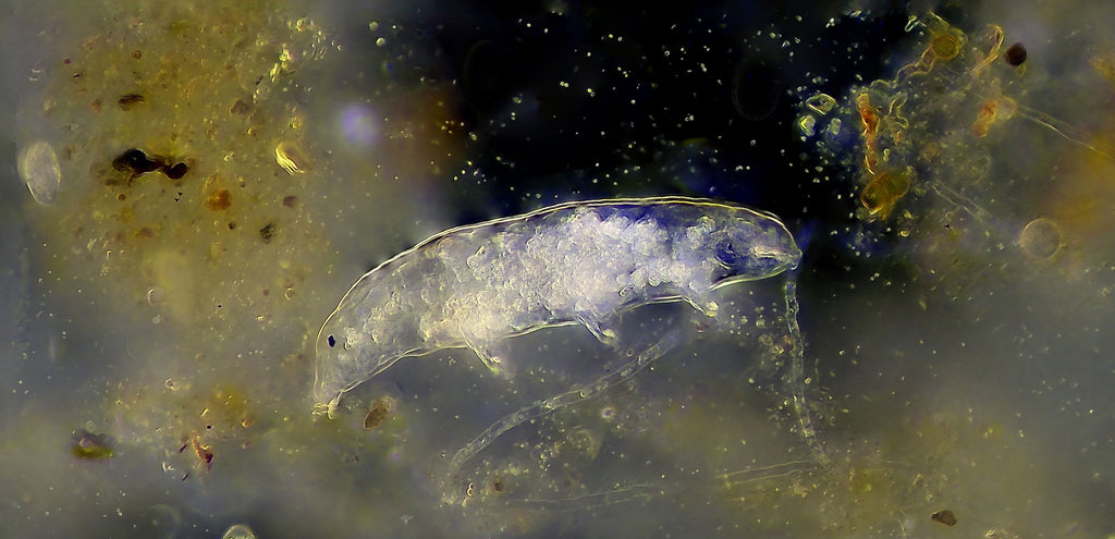 How and where to find tardigrades — Microscopes.com.au