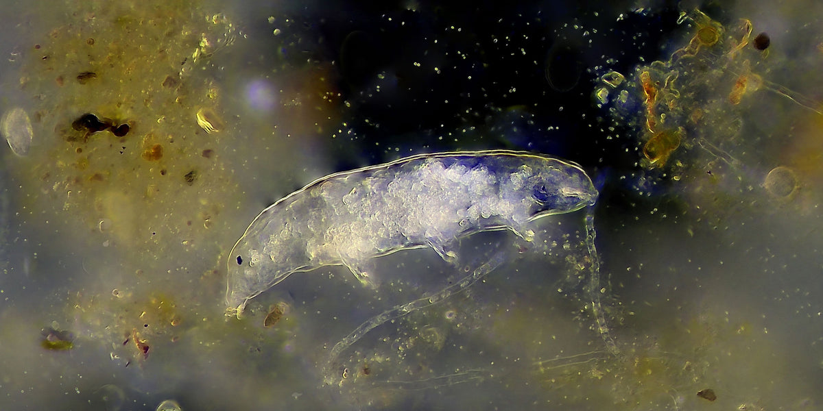 How and where to find tardigrades — Microscopes.com.au