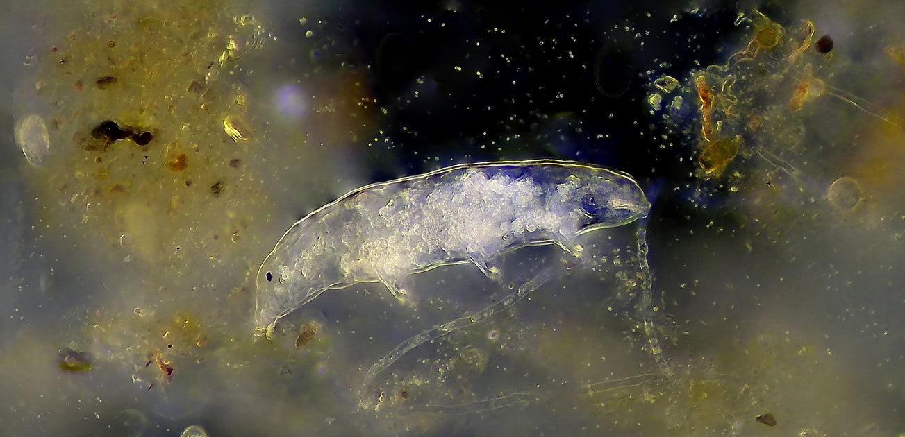 How and where to find tardigrades — Microscopes.com.au