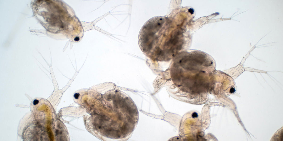 Microorganisms you can see with a microscope in pond water ...