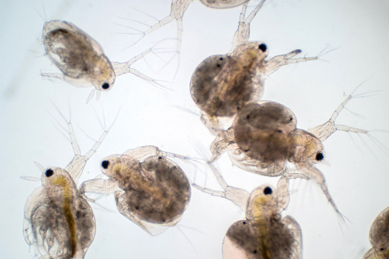 Water Under Microscope