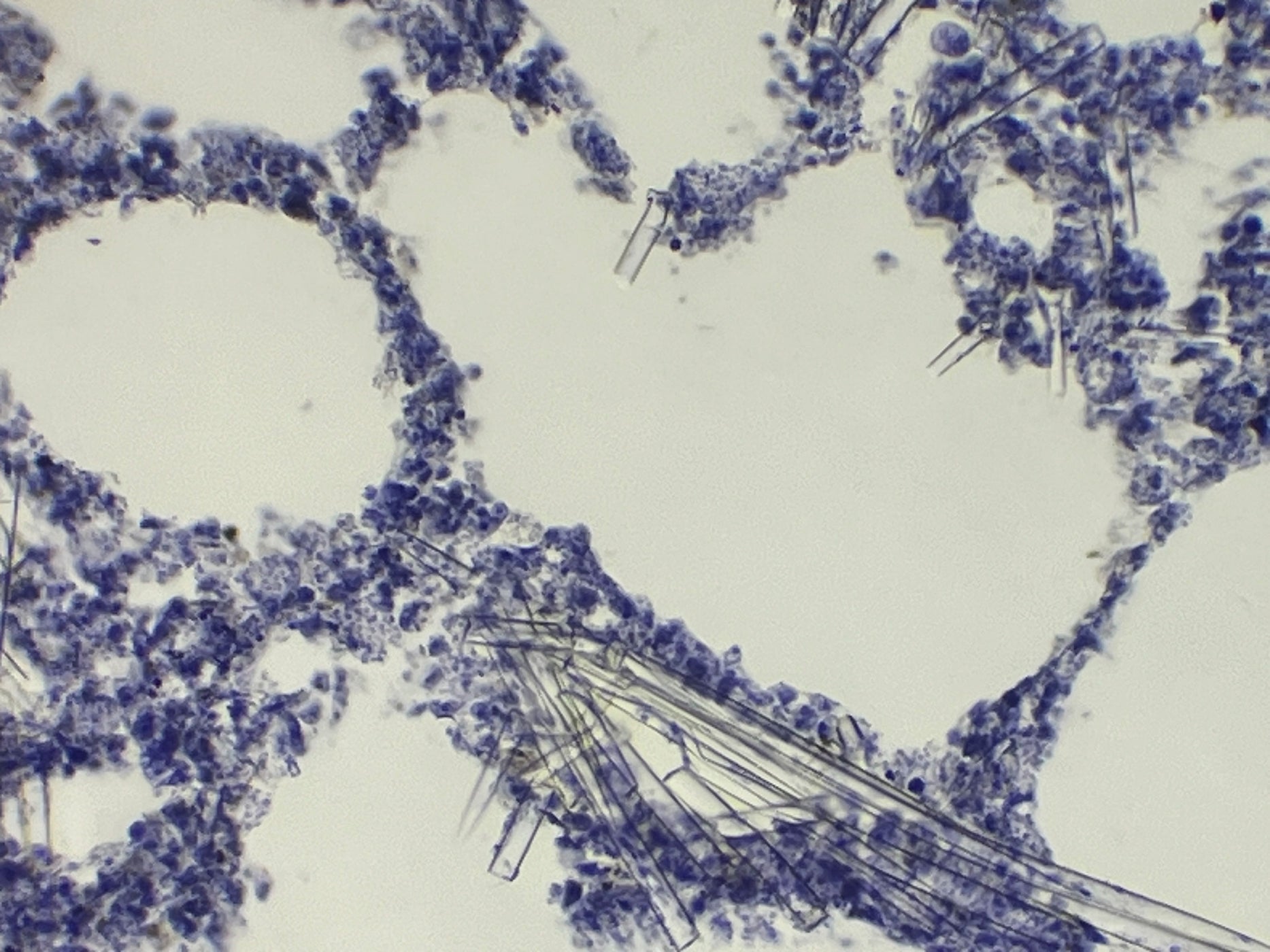 Microscope Smartphone Camera Eyepiece Adapter — Microscopes.com.au