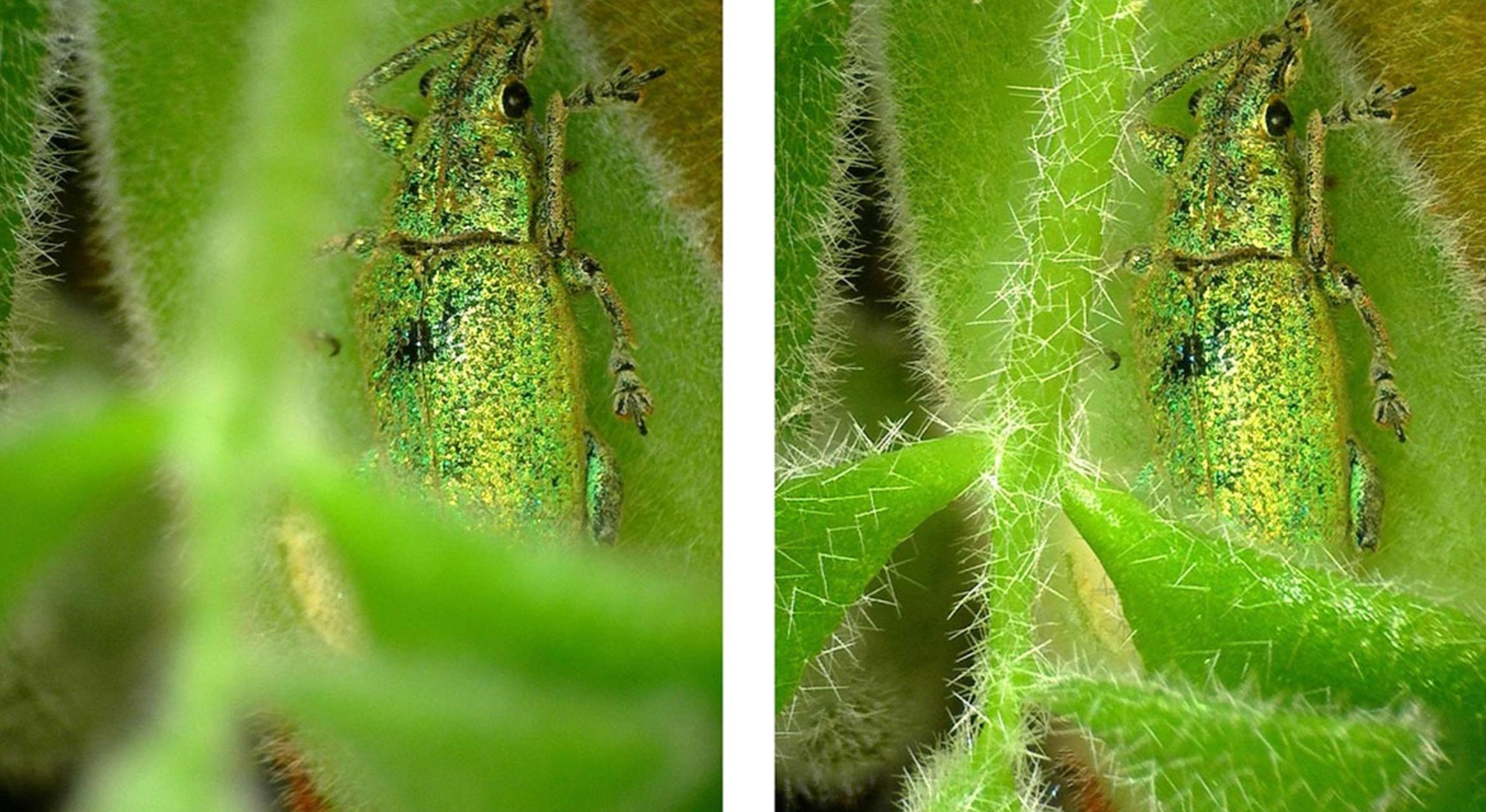 Microscopes Australia — Microscopes.com.au