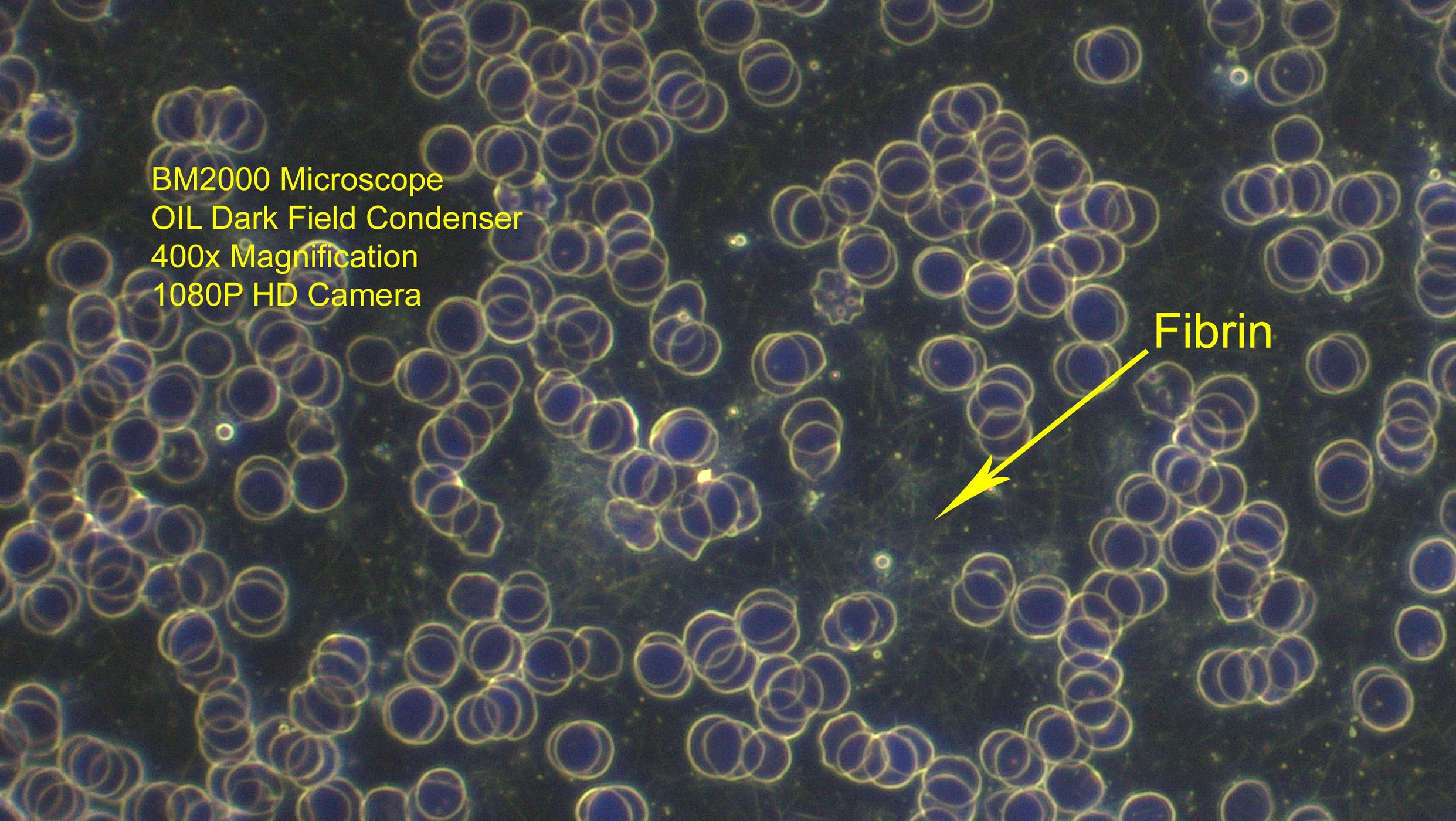Laboratory Trinocular Microscope — Microscopes.com.au