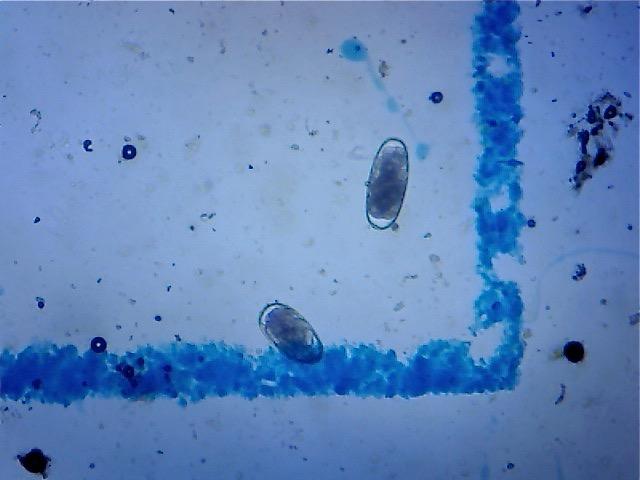 McMaster Slide for Faecal Worm Egg Counting — Microscopes.com.au