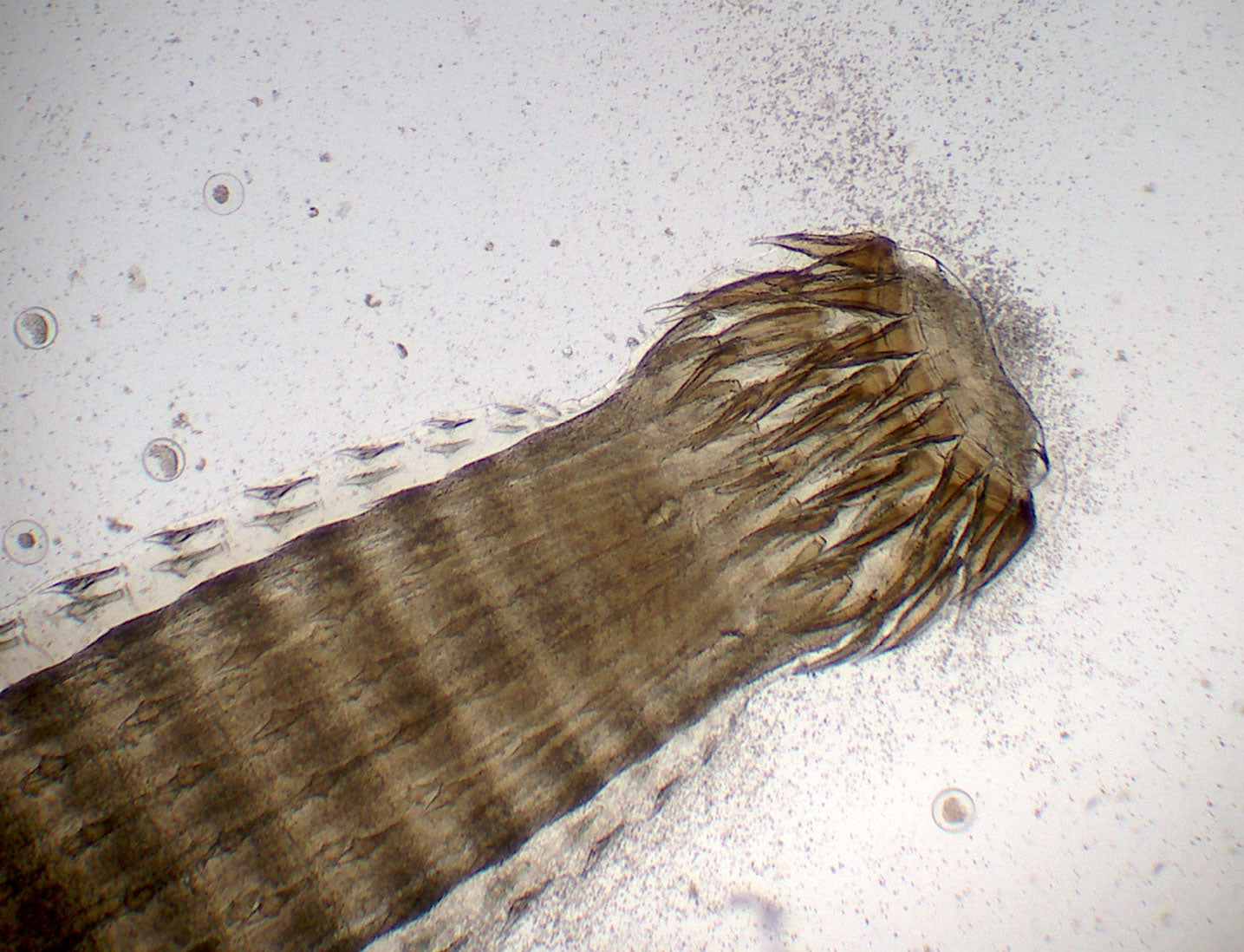 Optico GT Series Digital Microscope Cameras — Microscopes.com.au