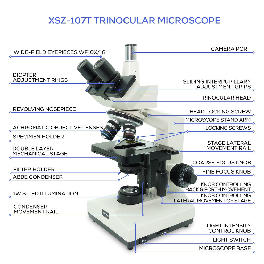 Compound Microscope Diagram Parts