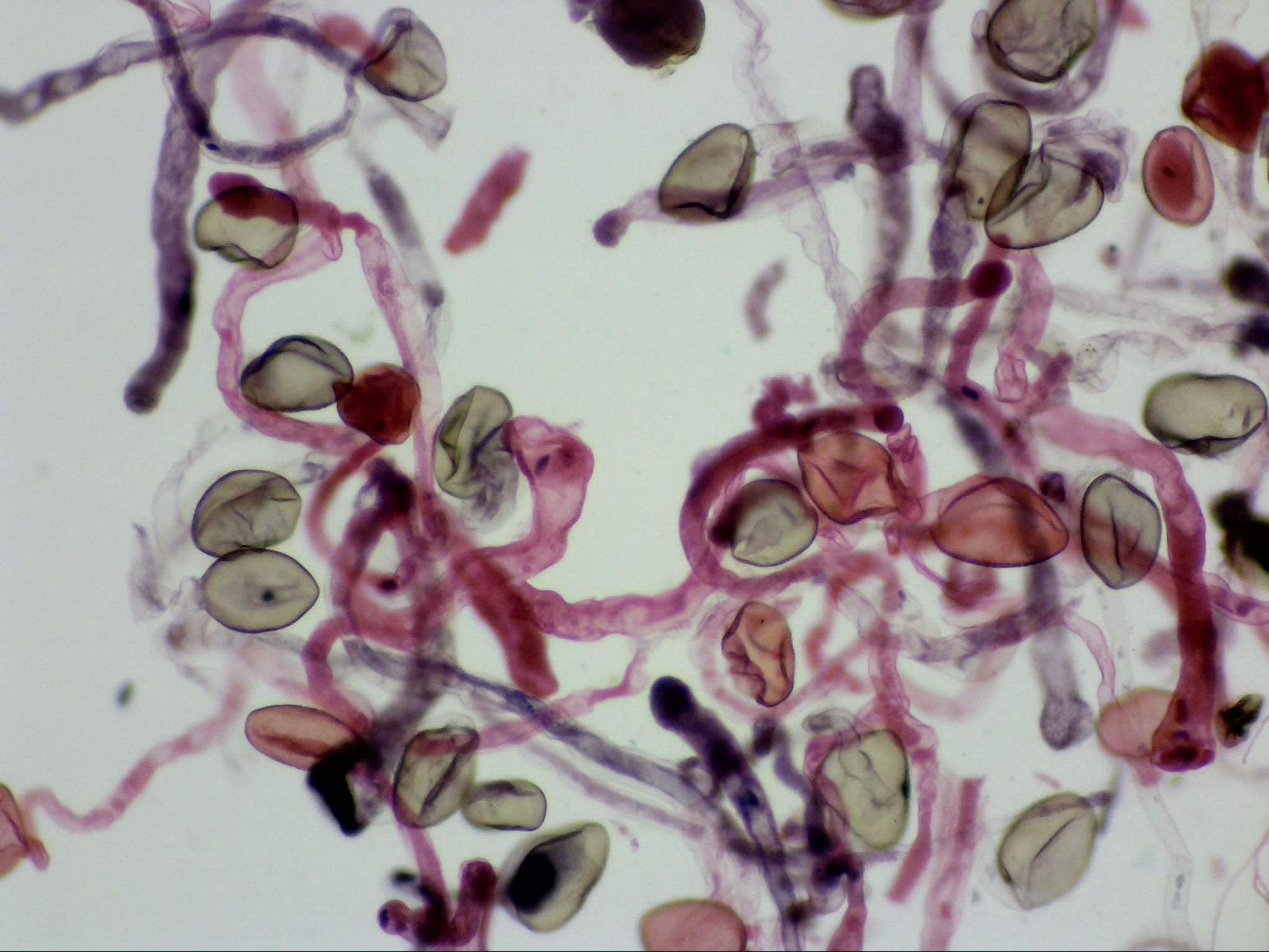 Dino-Eye Edge AM7025X — Microscopes.com.au