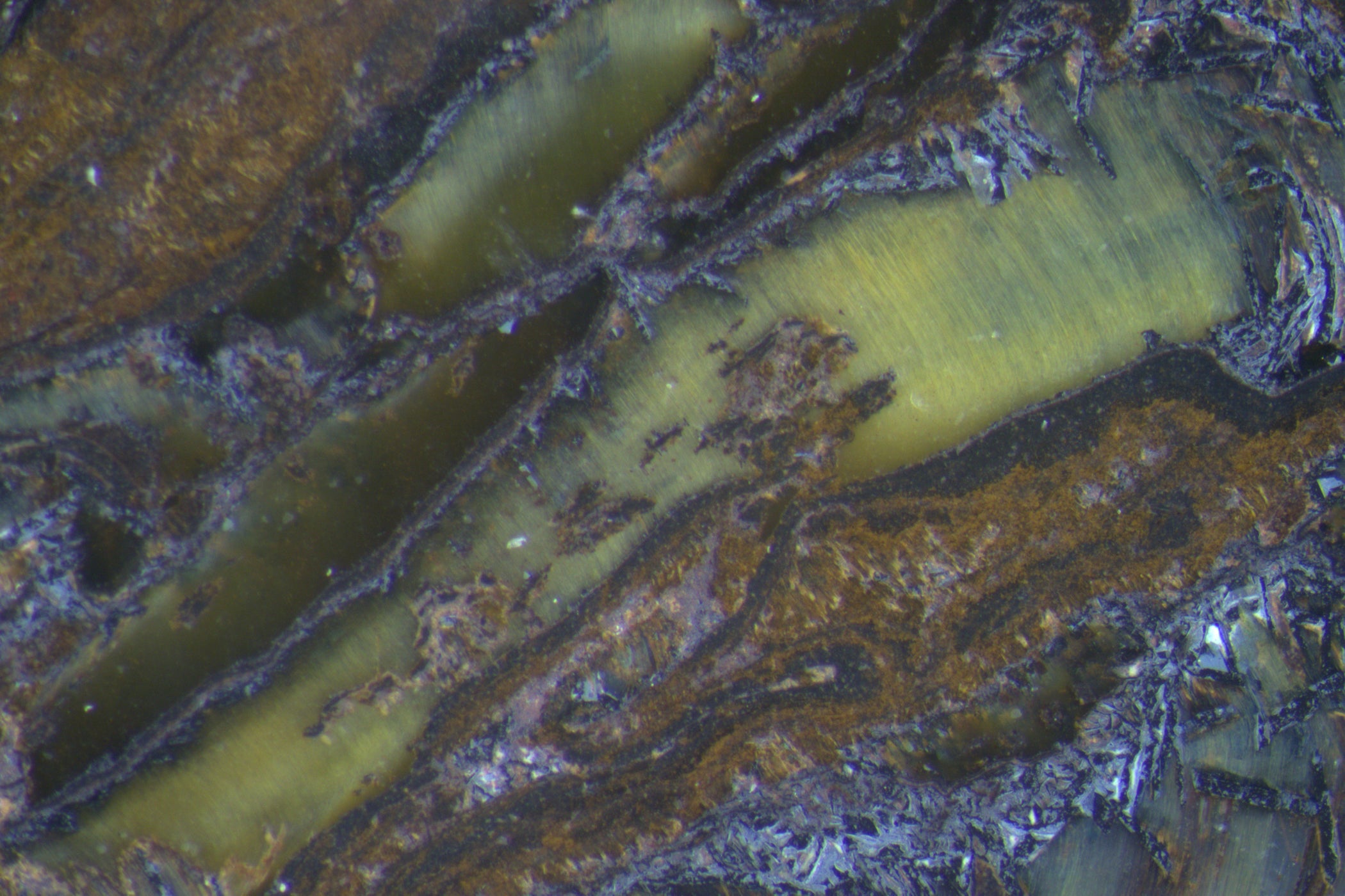 Michrome20 Professional Digital Microscope Camera — Microscopes.com.au